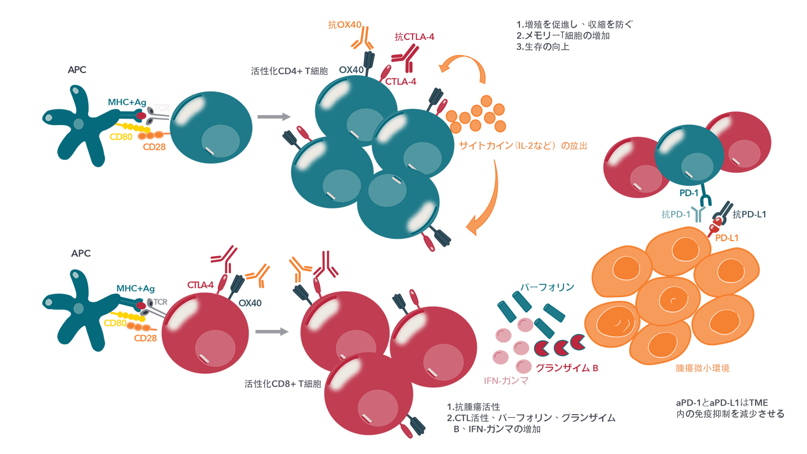 OX40アゴニスト抗体によるがん免疫療法の促進